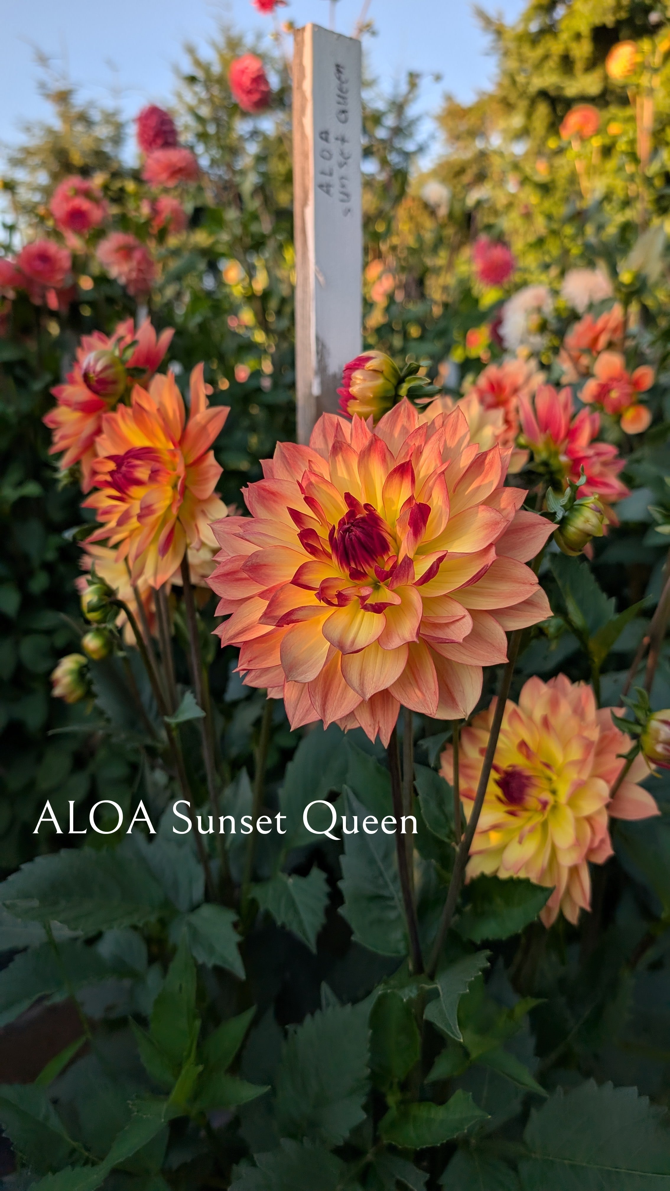 ALOA Sunset Queen – Dandelion Lane Dahlias