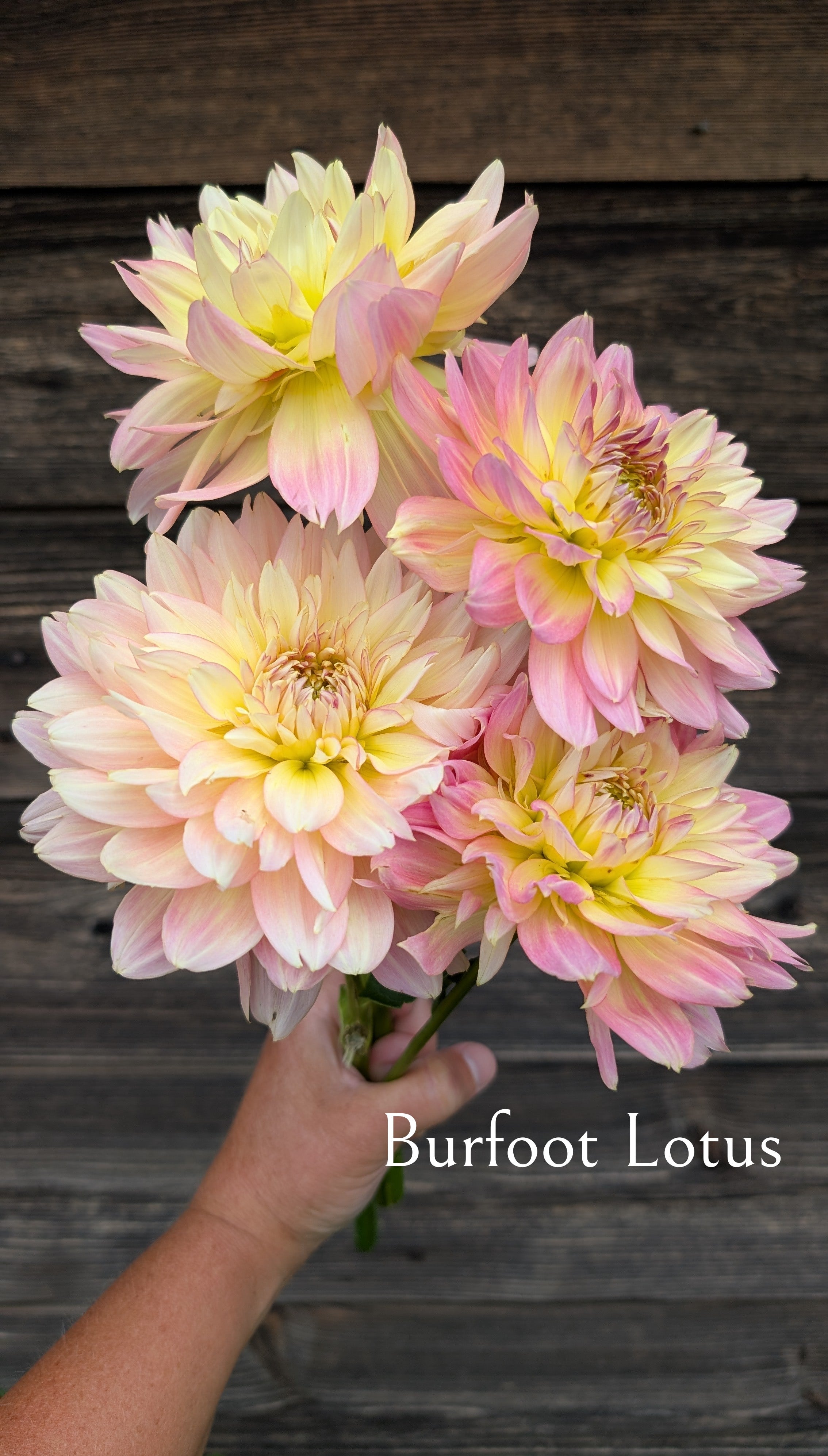 Burfoot Lotus – Dandelion Lane Dahlias