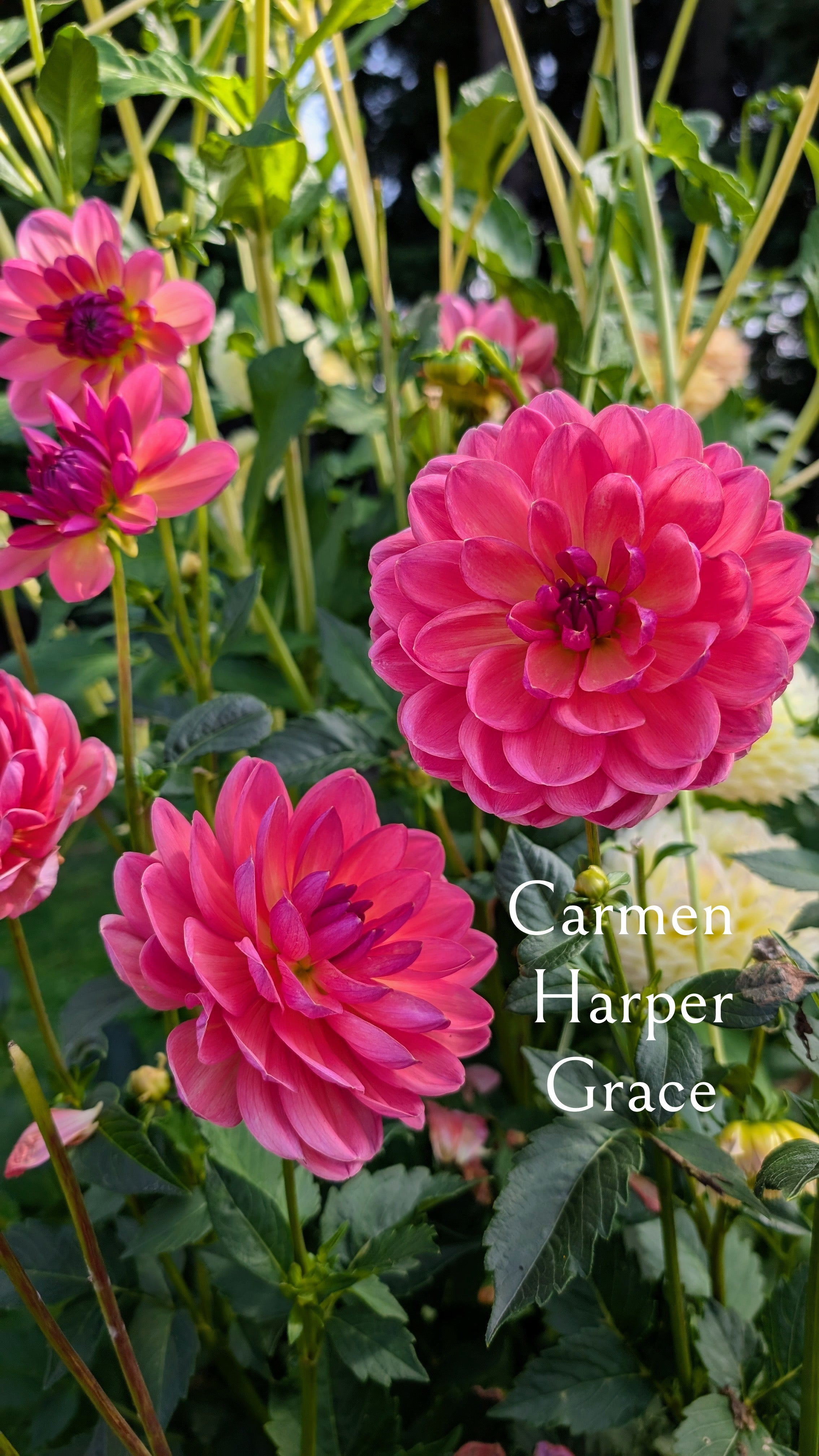 Carmen Harper Grace – Dandelion Lane Dahlias