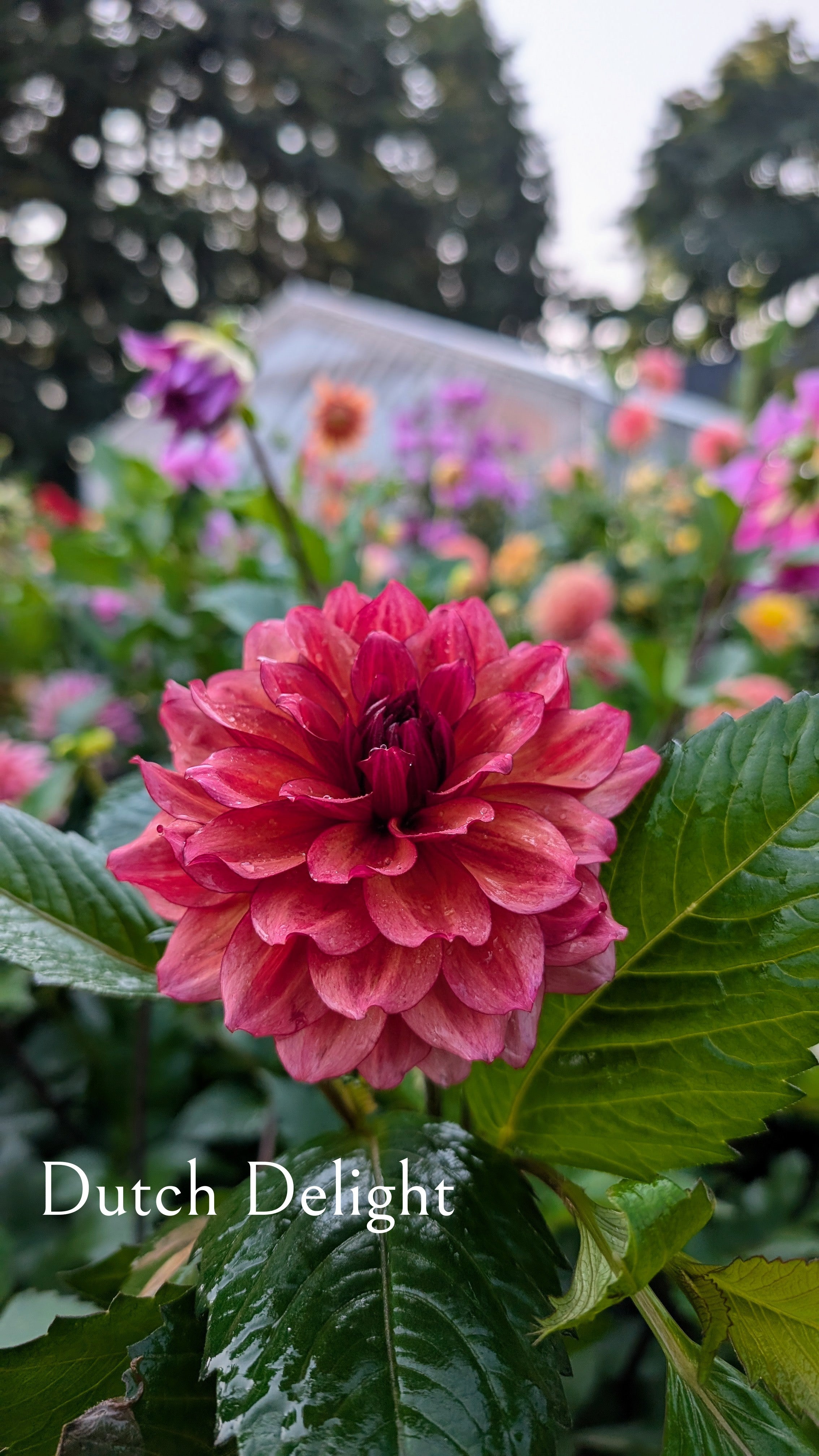 Dutch Delight – Dandelion Lane Dahlias