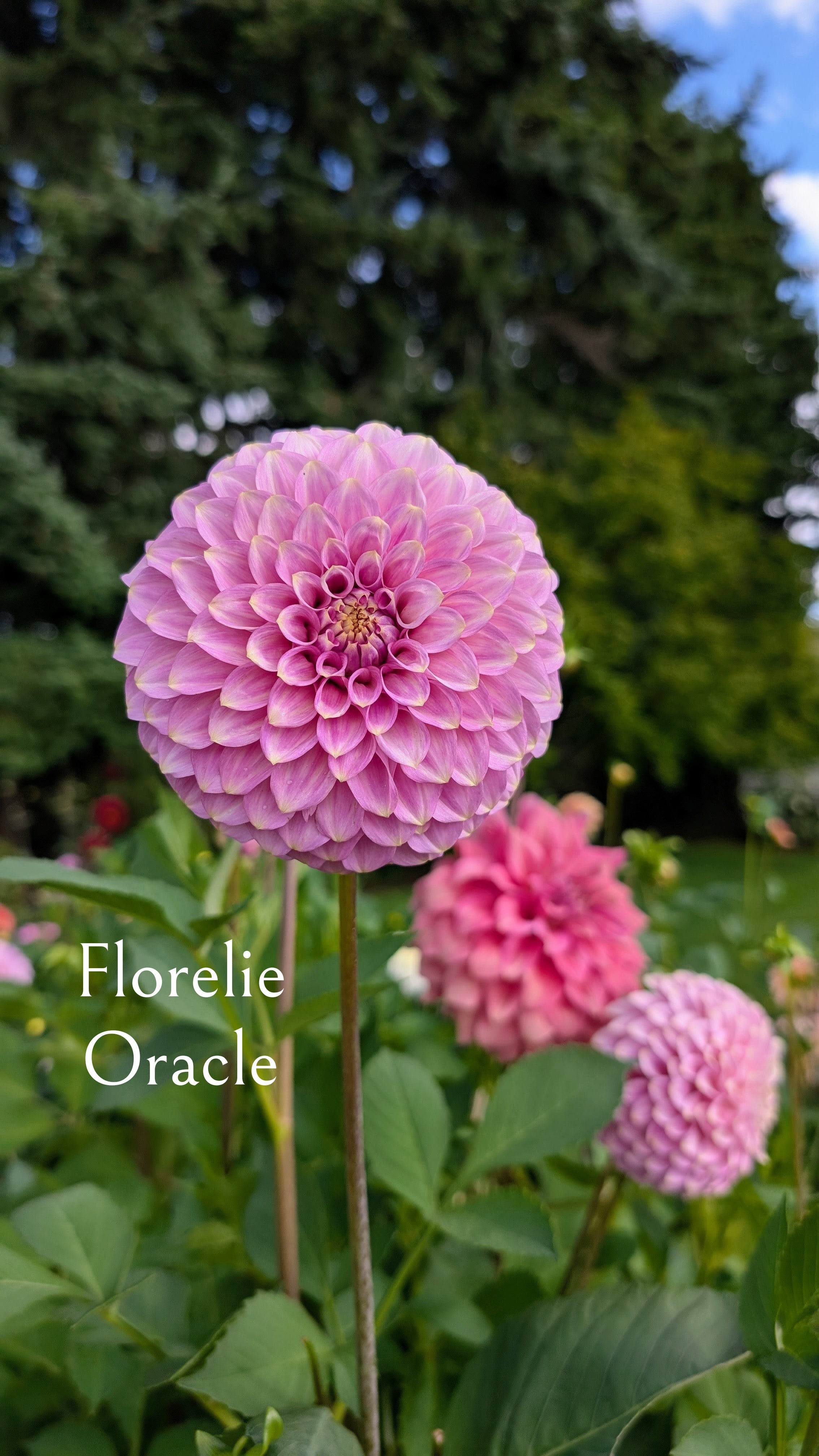 Florelie Oracle – Dandelion Lane Dahlias