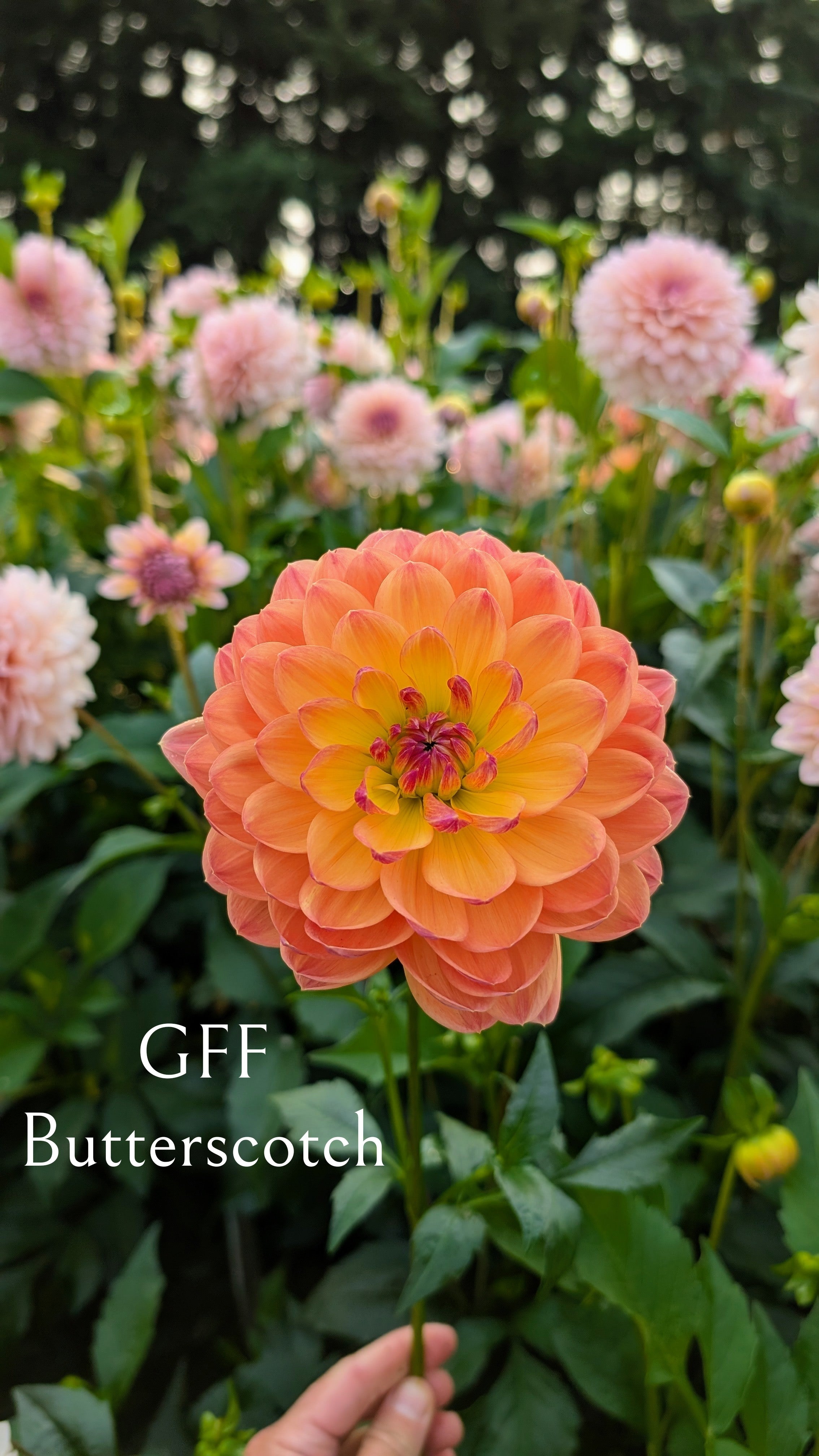 GFF Butterscotch – Dandelion Lane Dahlias