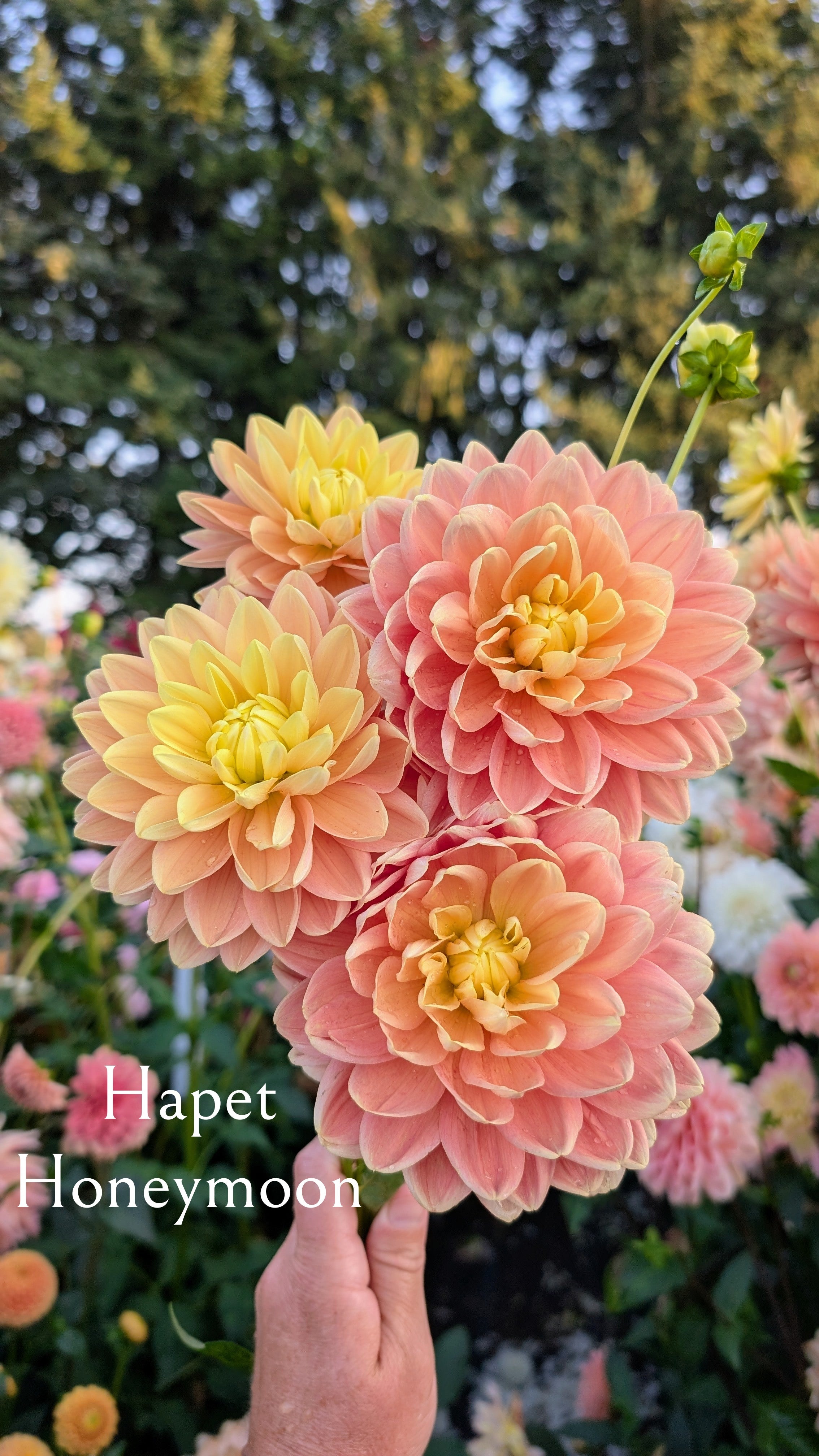 Hapet Honeymoon – Dandelion Lane Dahlias