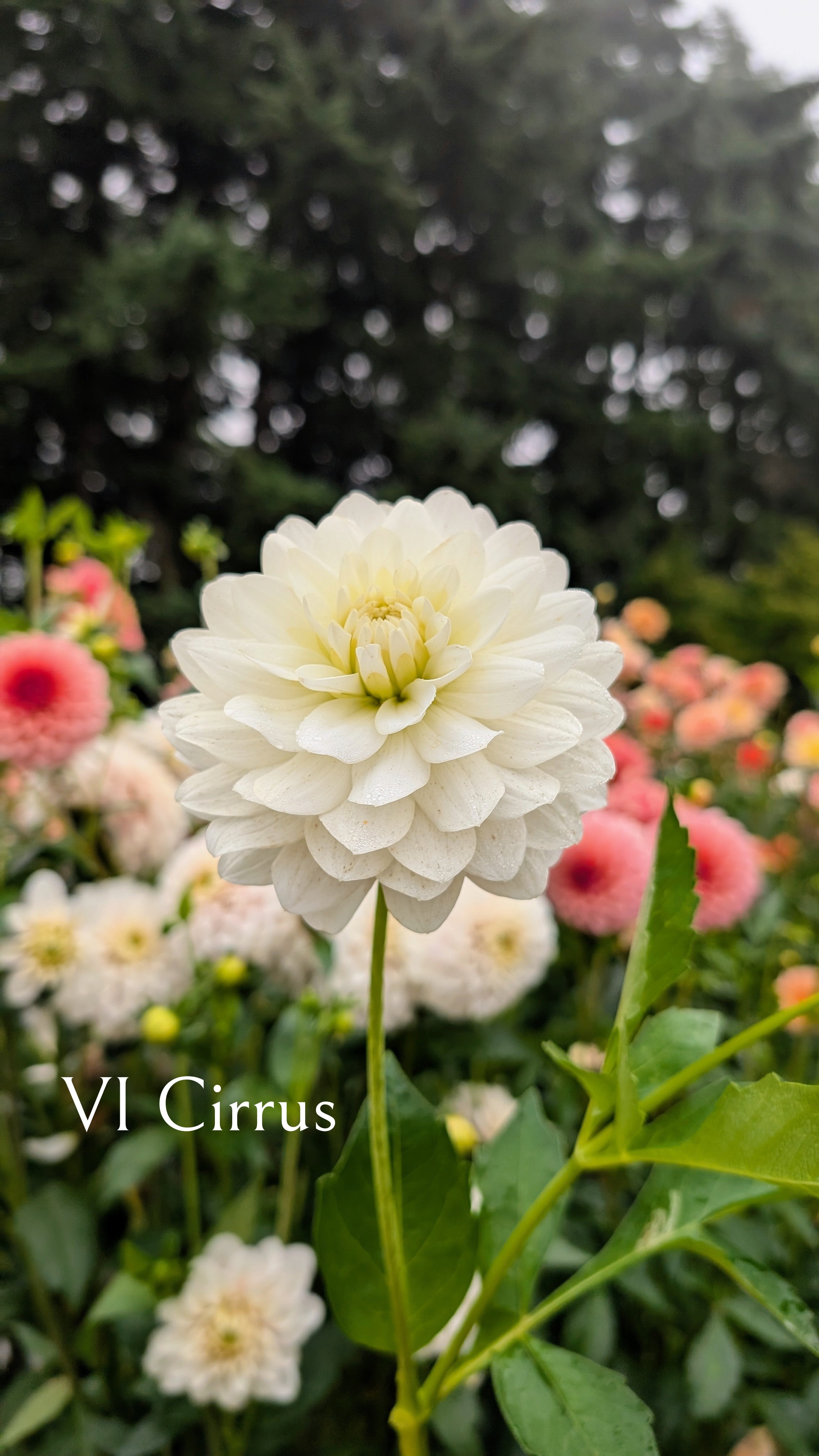 Van Isle (VI) Cirrus – Dandelion Lane Dahlias
