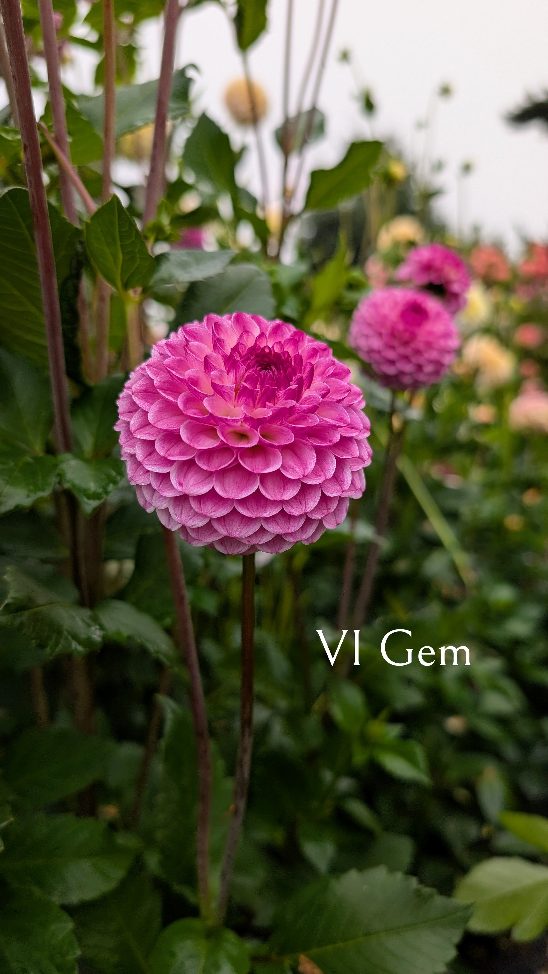 Van Isle (VI) Gem – Dandelion Lane Dahlias