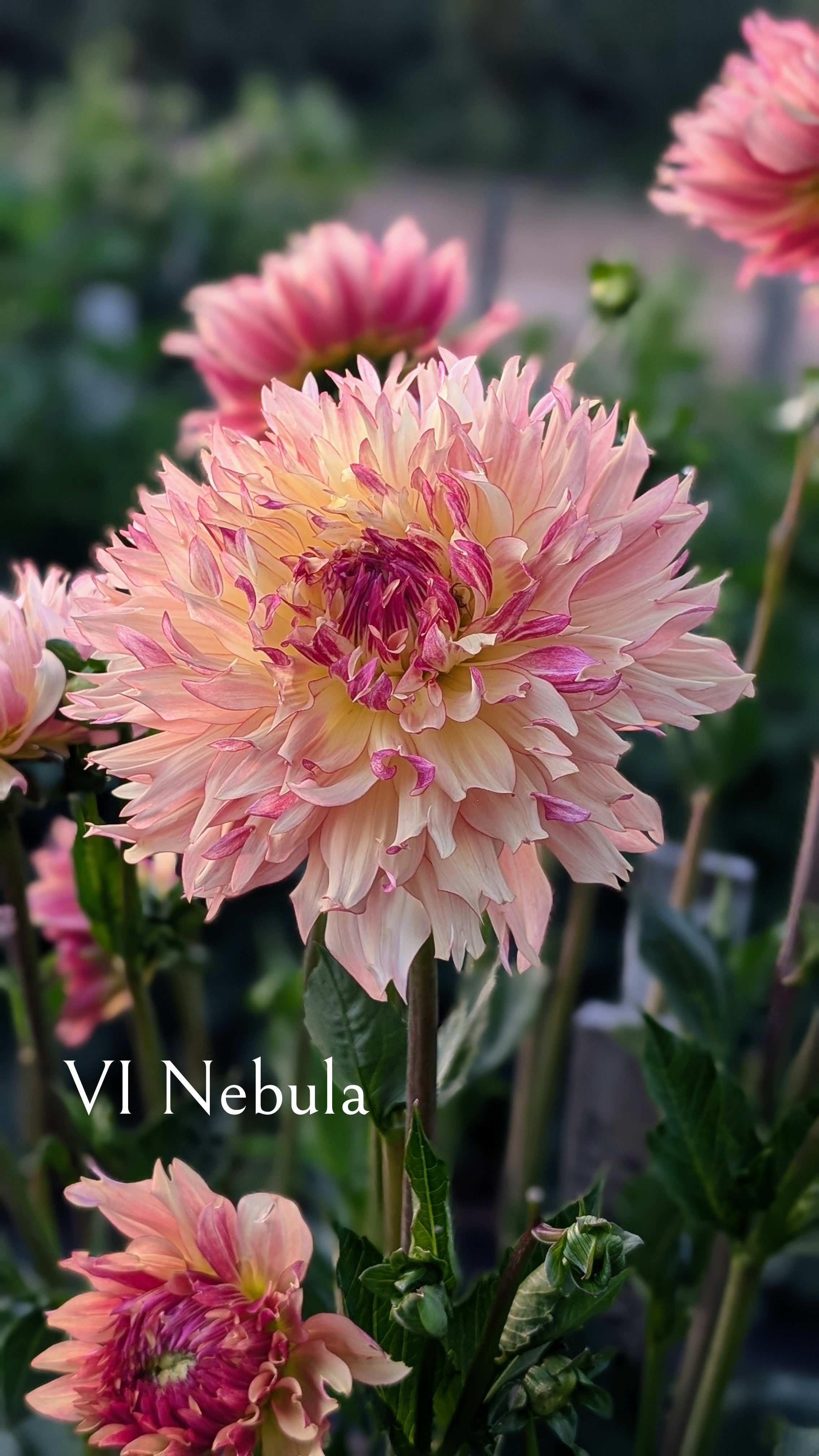 Van Isle (VI) Nebula – Dandelion Lane Dahlias