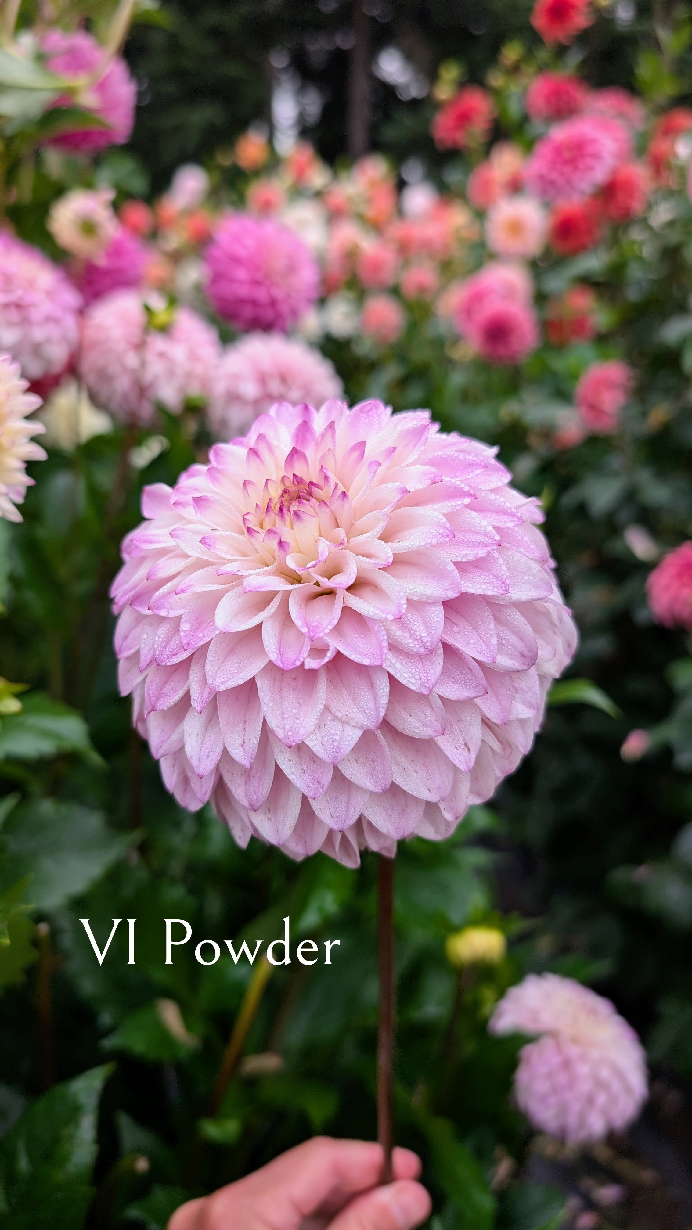 Van Isle (VI) Powder – Dandelion Lane Dahlias