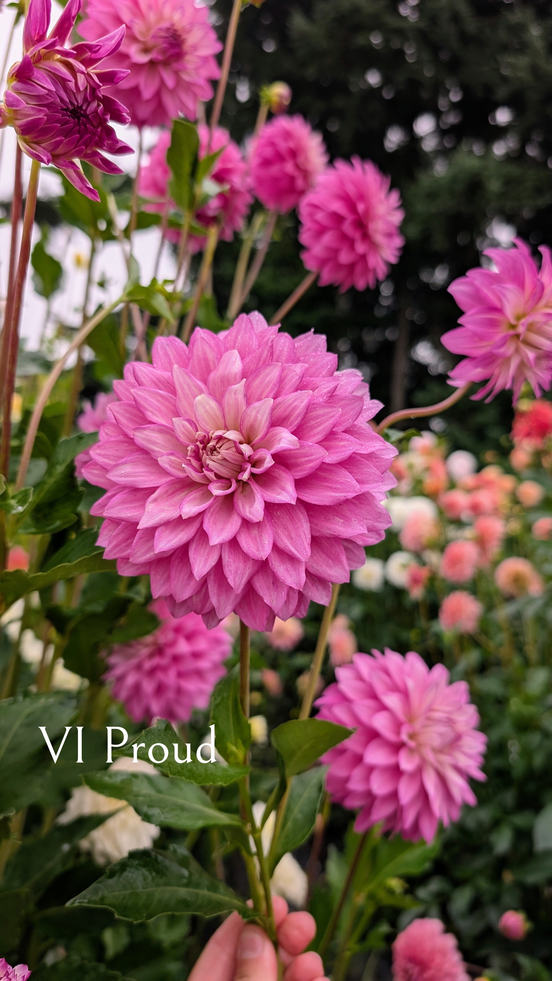Van Isle (VI) Proud – Dandelion Lane Dahlias
