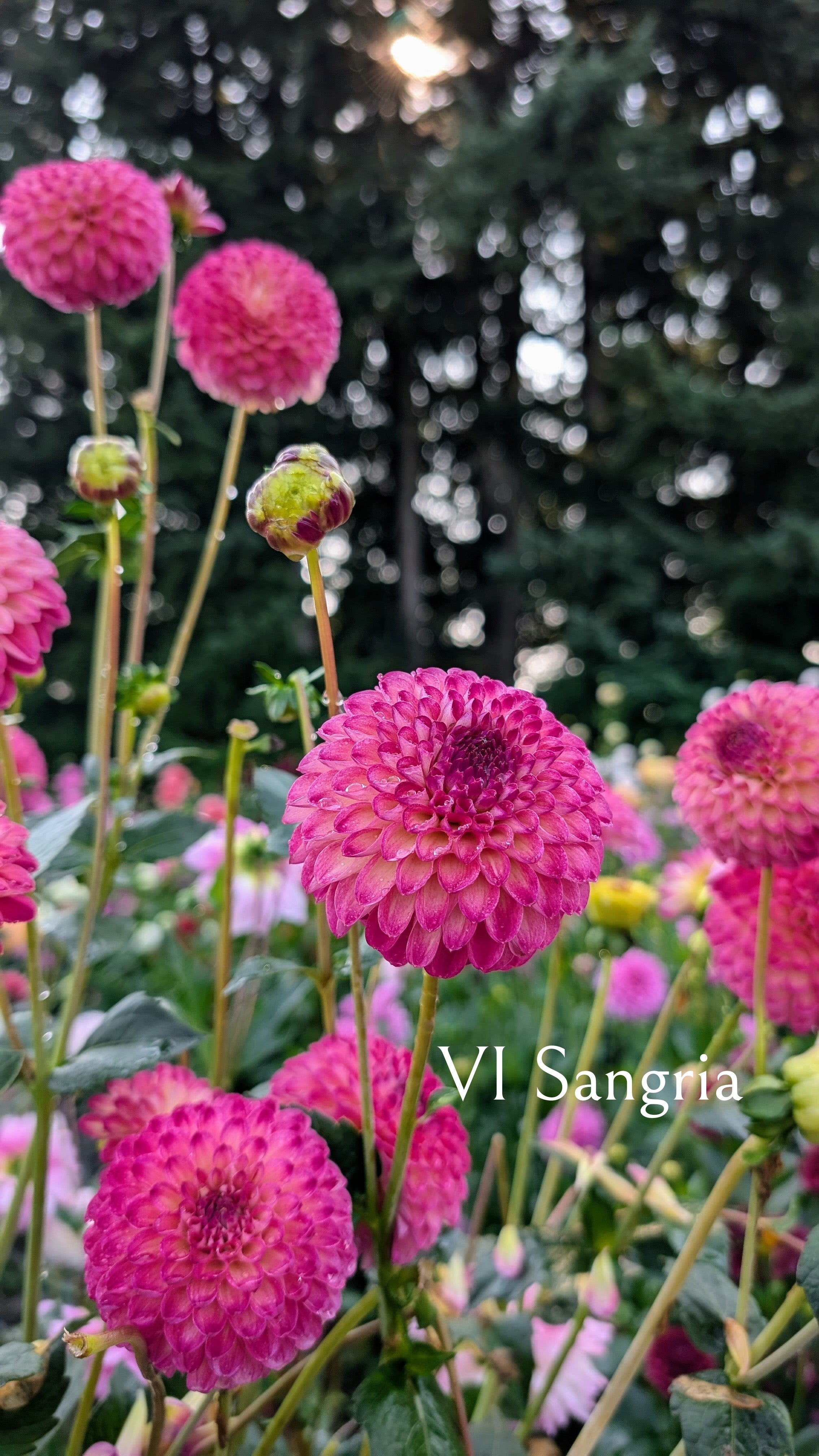 Van Isle (VI) Sangria – Dandelion Lane Dahlias