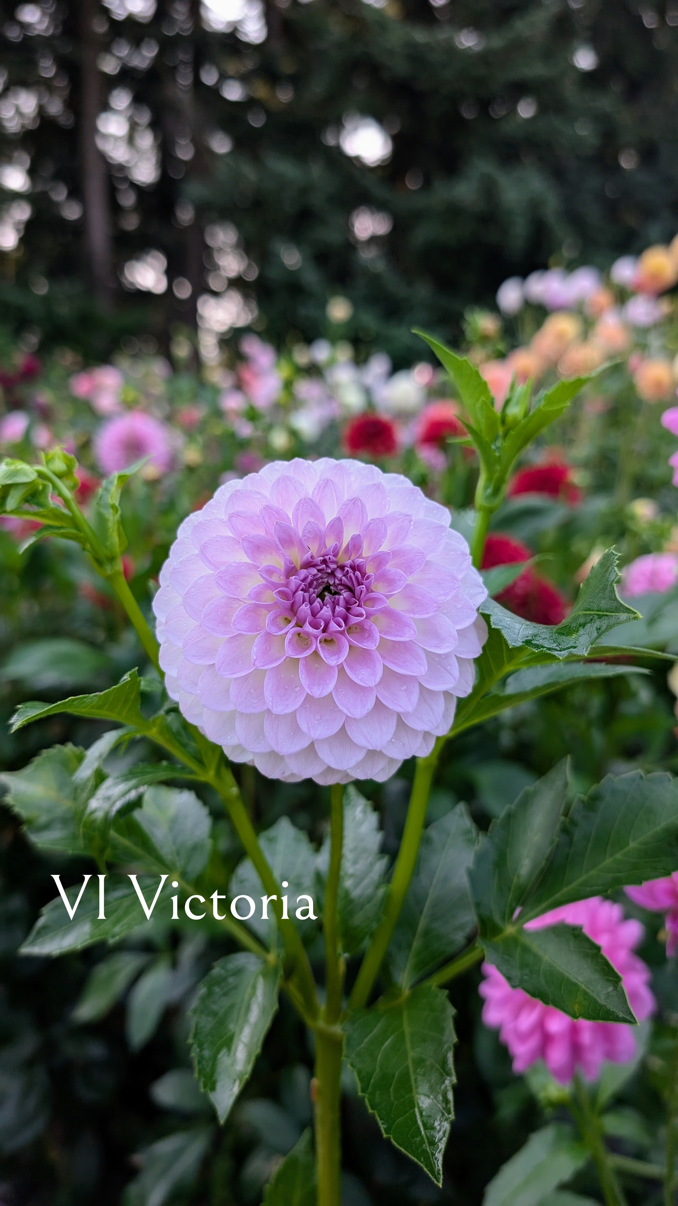 Van Isle (VI) Victoria – Dandelion Lane Dahlias