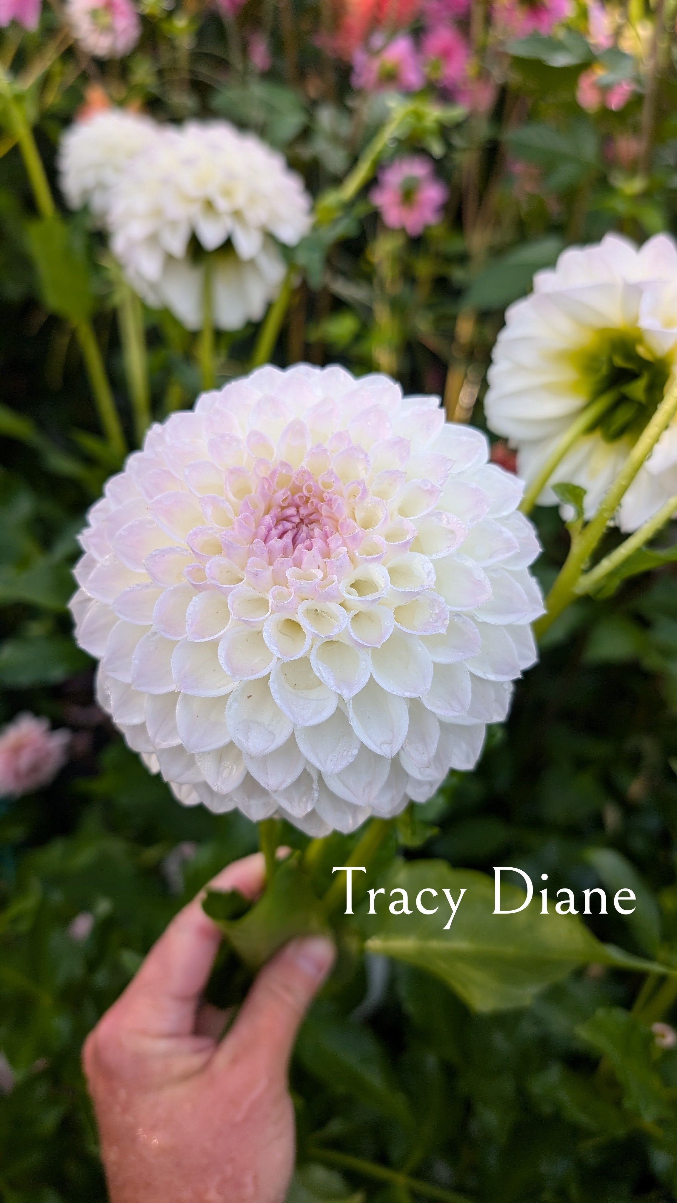 Tracy Diane – Dandelion Lane Dahlias