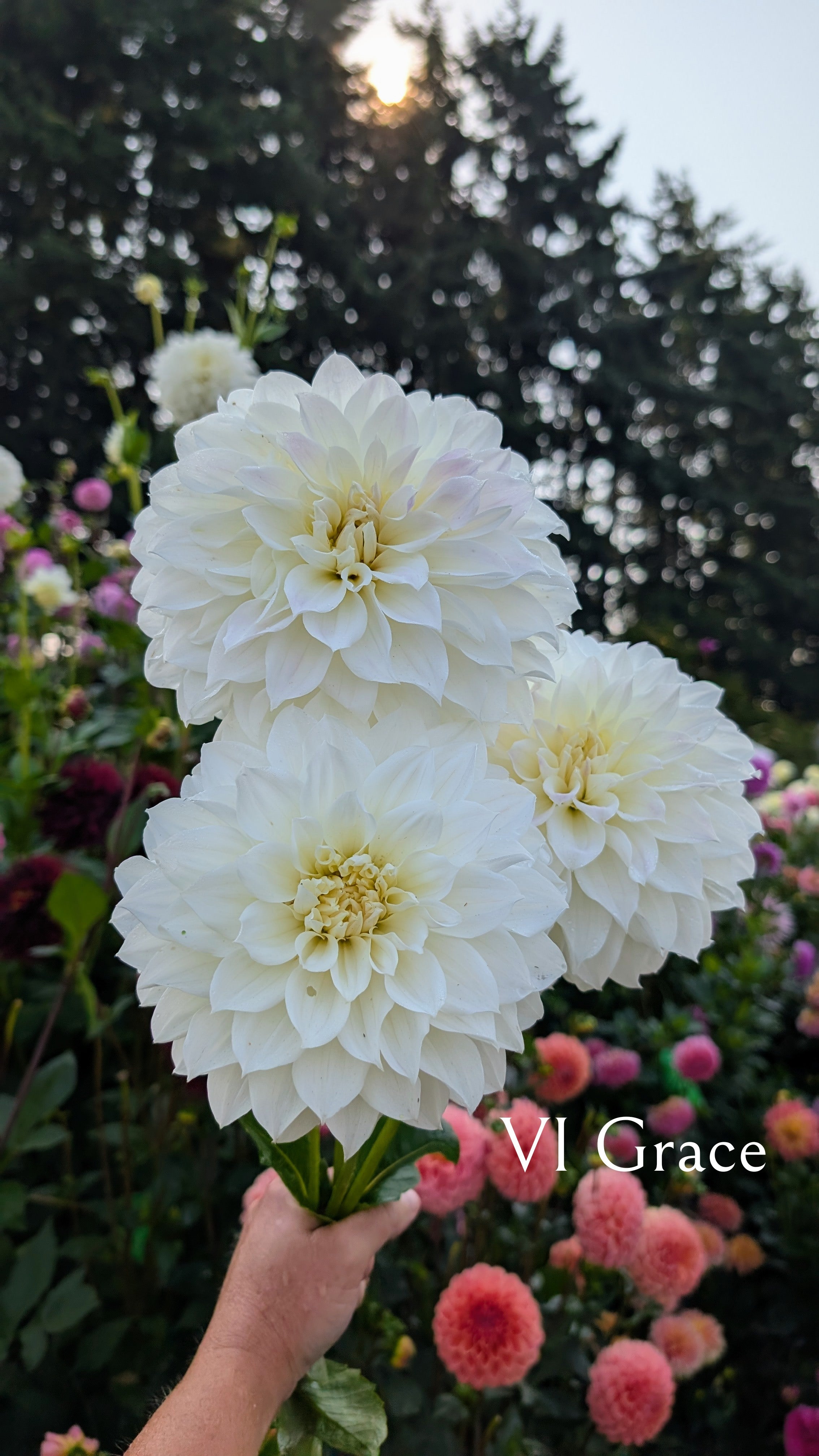 Van Isle (VI) Grace – Dandelion Lane Dahlias